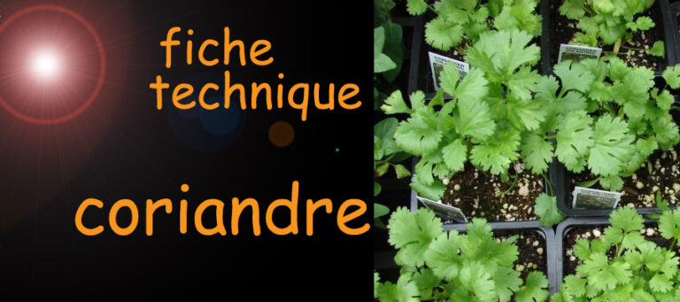 fiche technique de coriandre – Santé tube