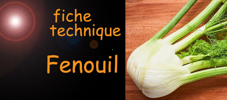 fiche technique du fenouil – Santé tube